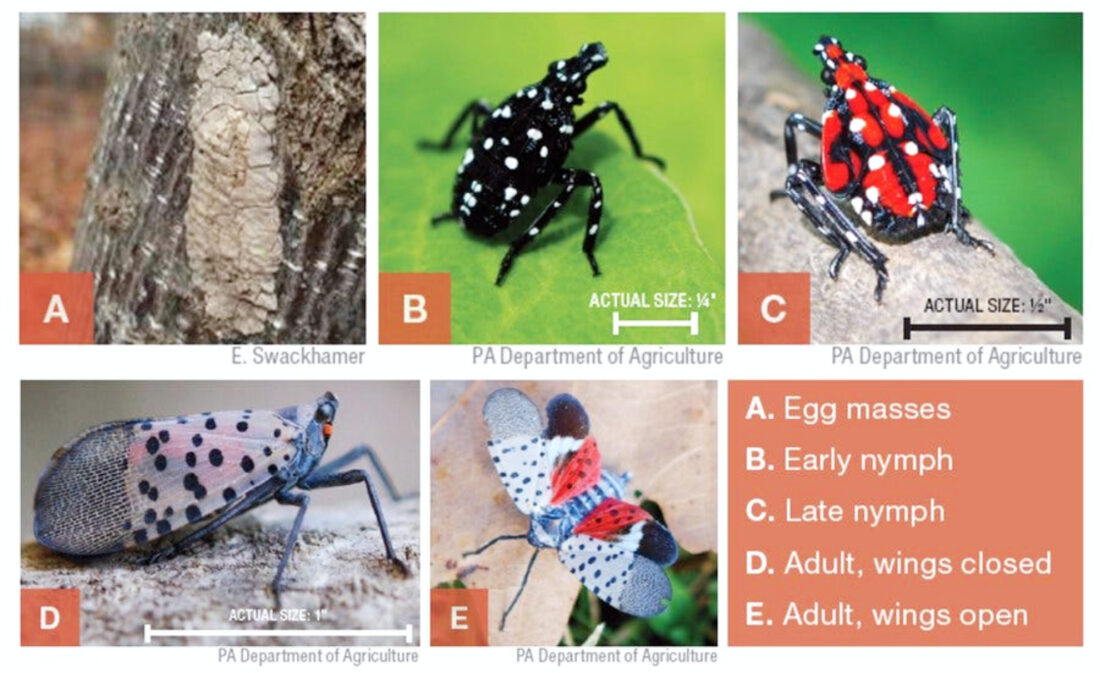 Clinton County Conservation District secures spotted lanternfly permit ...